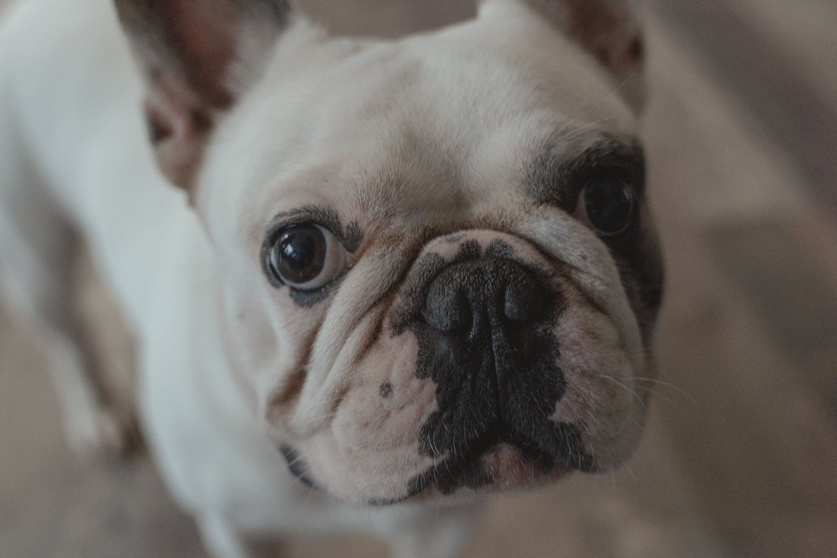 Why So Many Frenchies End Up In Rescue – Frenchie Coffee Roasters